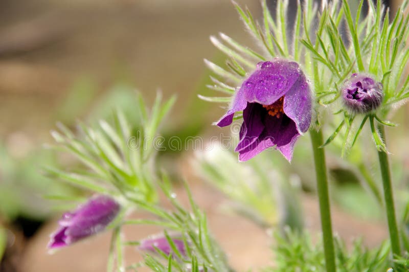 Wild Pasque Flower, Pulsatilla Vulgaris, First Spring Flower Stock ...