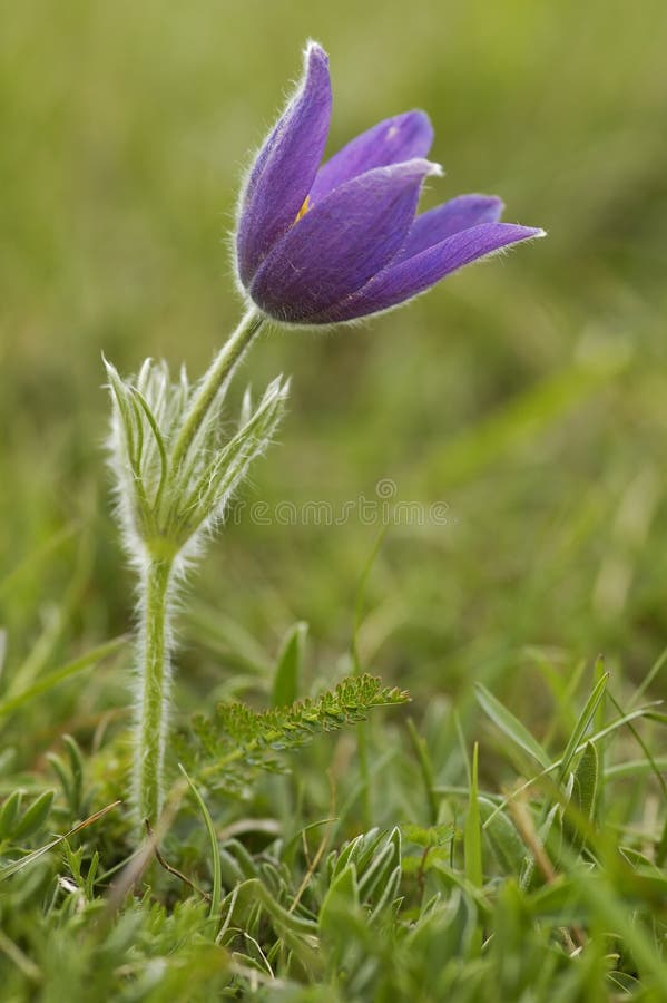 Pasque Flower stock photo. Image of pasque, wildlife - 17564278