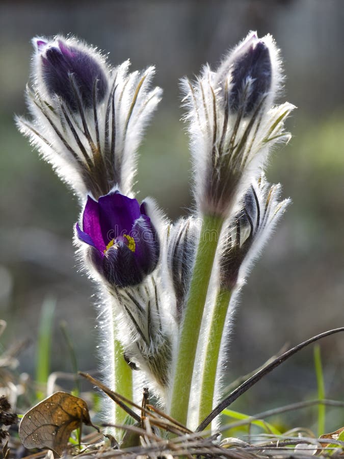 Alpine Spring Flowers stock photo. Image of symbol, pasqueflower - 30431718