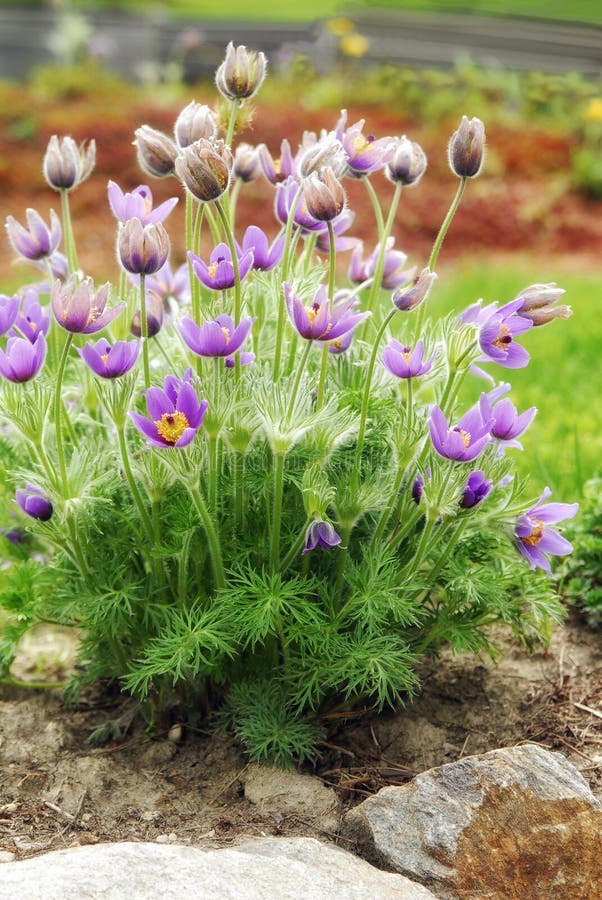 Pasque Flower photo stock. Image du robuste, fleur, jardin - 49460260