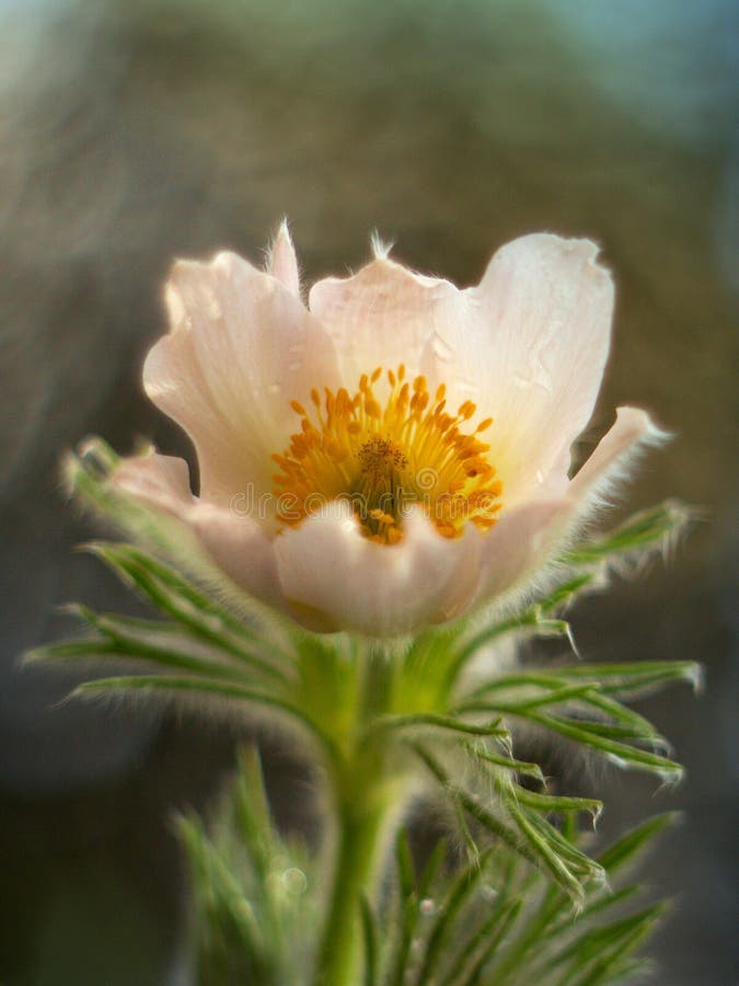Pasque flower stock image. Image of bloom, beautiful - 69360827