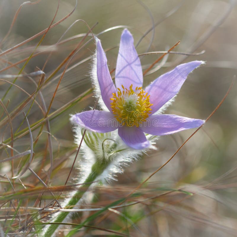 Pasque Flower Blossom in Spring Stock Image - Image of lilac, herb ...