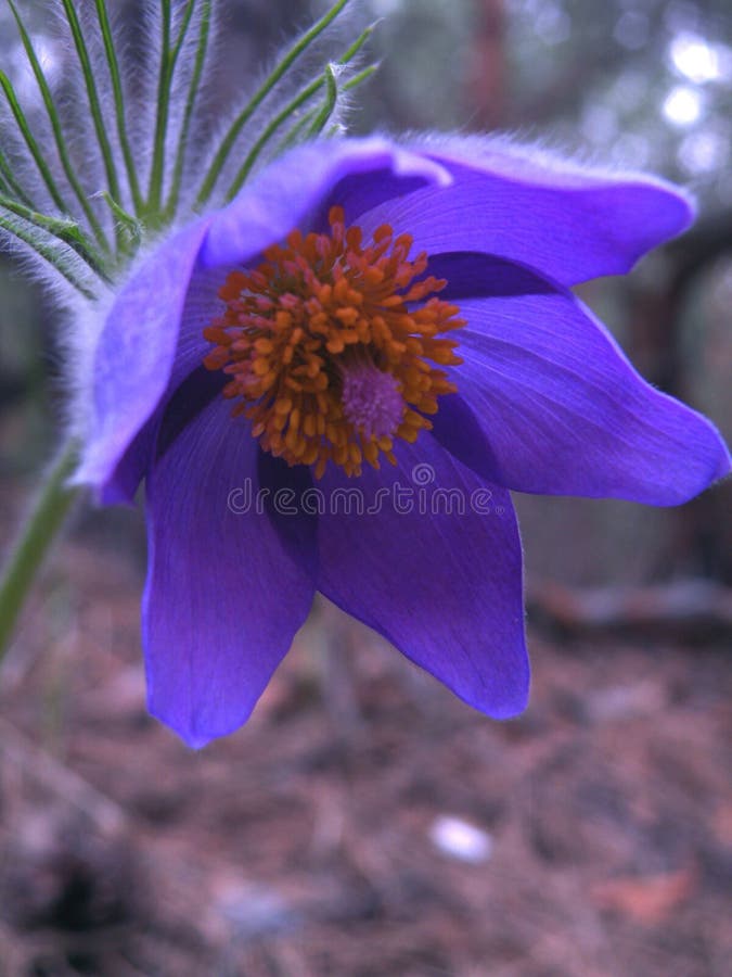 Pasque-flower stock photo. Image of spring, pasqueflower - 85041816