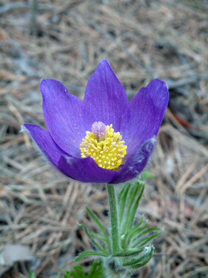 Pasque-flower stock image. Image of flowers, pasqueflower - 85041913