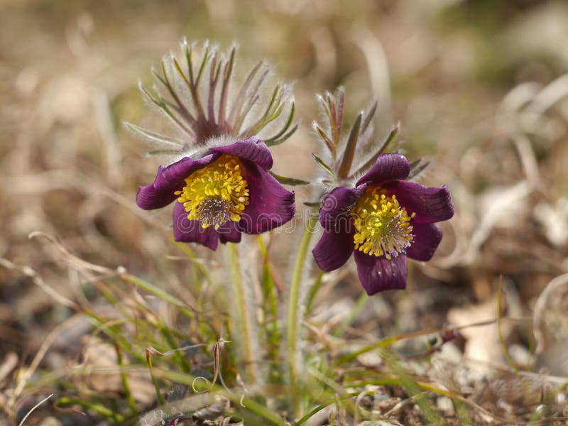 Pasque flower stock image. Image of plant, botany, color - 51738195