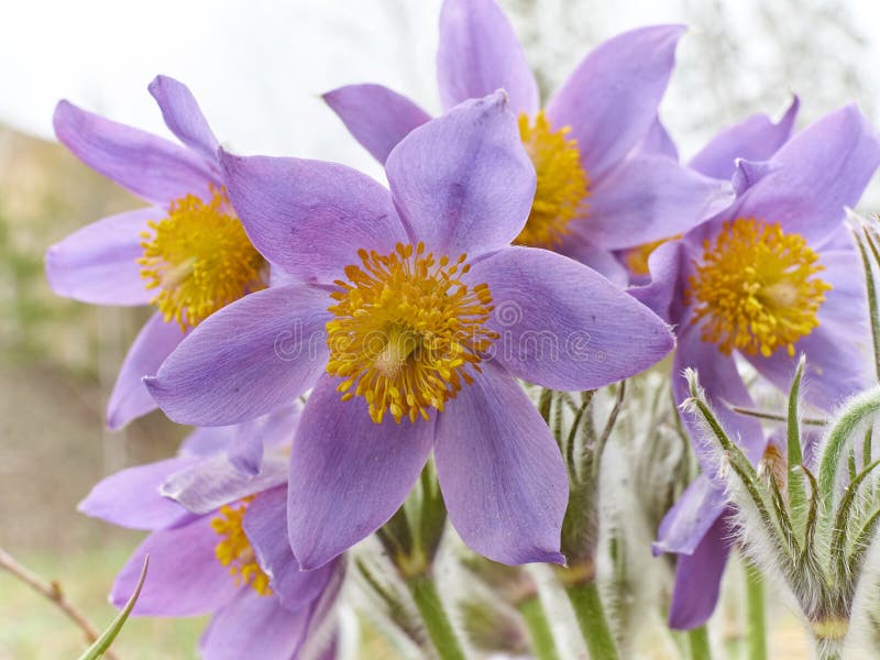 Pasque Flower, First Spring Flower Stock Photo - Image of botany, color ...
