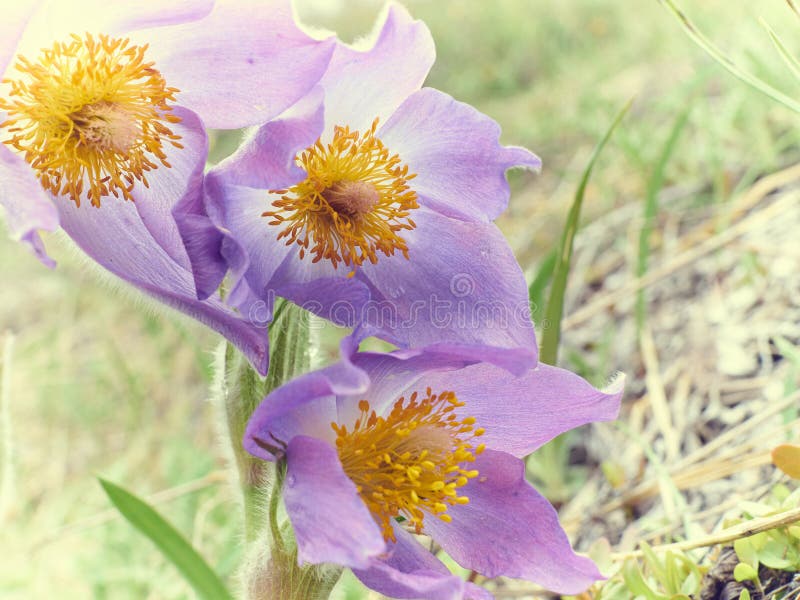 Pasque Flower, First Spring Flower Stock Photo - Image of closeup ...