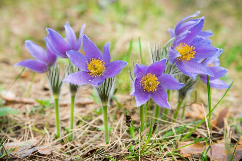 Pasque flower in a forest stock photo. Image of blossom - 26322104