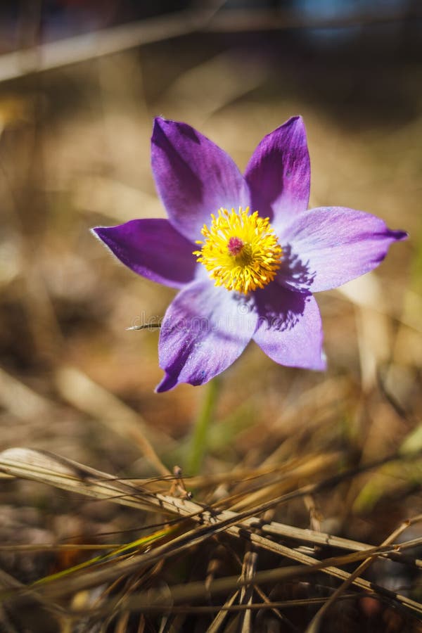Pasque-flower Grows in the Forest in Early Spring Stock Photo - Image ...