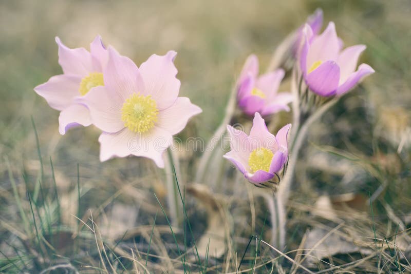Snowdrops in nature stock photo. Image of forest, outdoor - 84124706