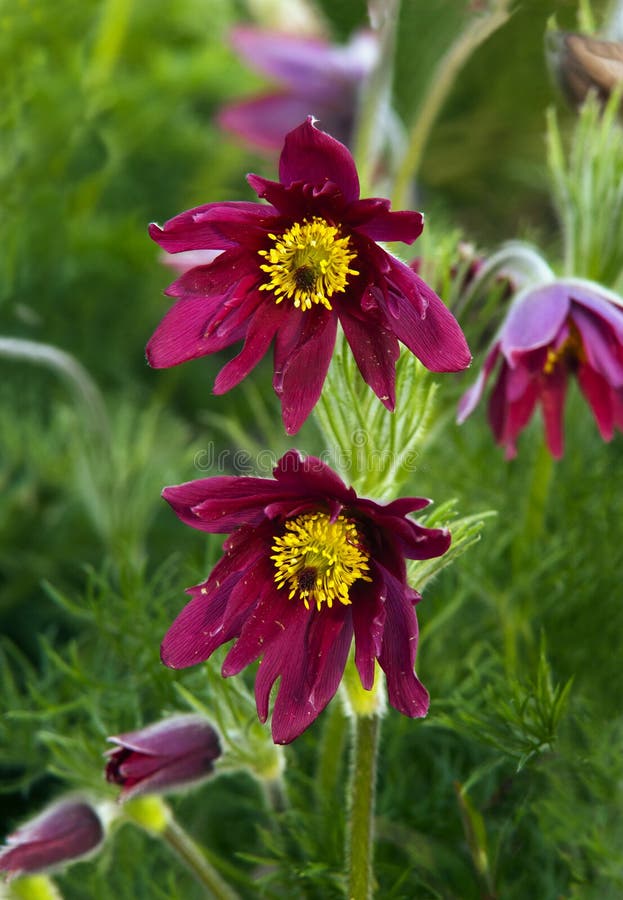 Pasque Flower (or Pasqueflower), Wind Flower, Prairie Crocus, Ea Stock ...