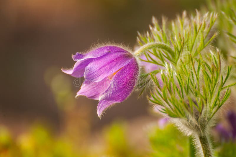 Pasque-flower stock image. Image of beauty, pink, nature - 30874037
