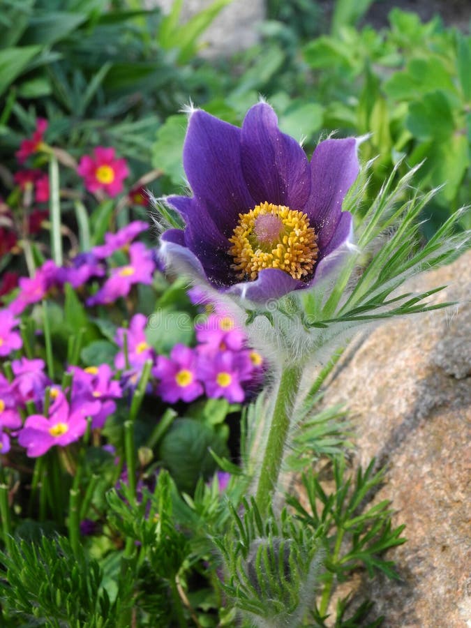 Pasque Flower stock image. Image of macro, hair, pasque - 30623729