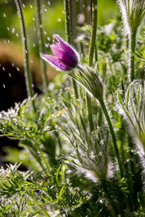 Pasque Flower (Pulsatilla) in Spring Rain, Highlighted Sun Stock Image ...