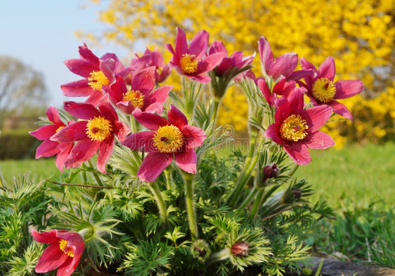 Snow and grass stock image. Image of lawn, grass, season - 471677