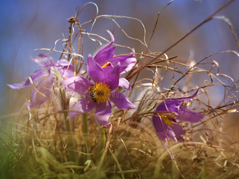 Pasque flower stock photo. Image of closeup, blue, color - 89649656