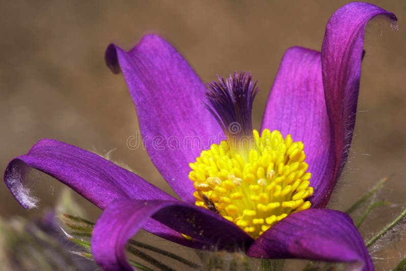 Pasque Flower stock image. Image of garden, flower, color - 39312903