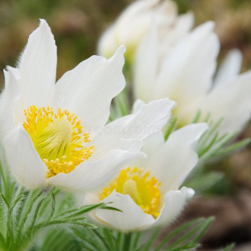 Pasque flower white stock image. Image of blossom, leaf - 40269957