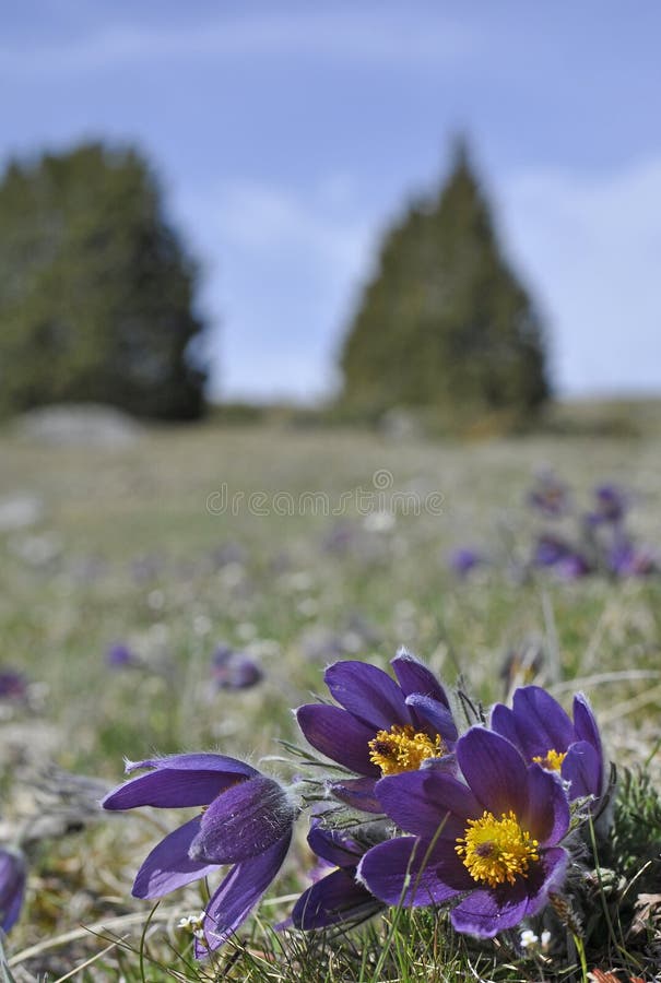 Pasque-flowers stock image. Image of flowers, nature - 24676903