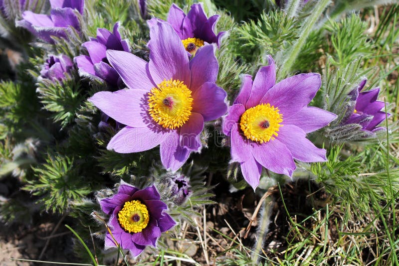Pasque Flowers on Spring Field. Photo Pulsatilla Grandis with Nice ...