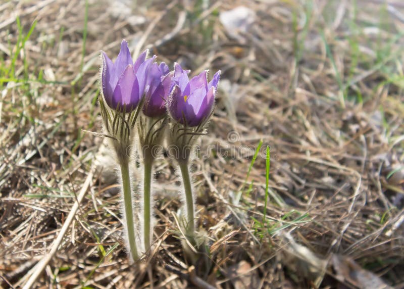 Pasque Flowers on Spring Field. Photo Pulsatilla Grandis with Nice ...