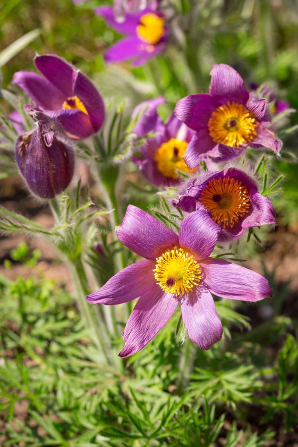 Pasque spring flowers stock image. Image of botanical - 40375467