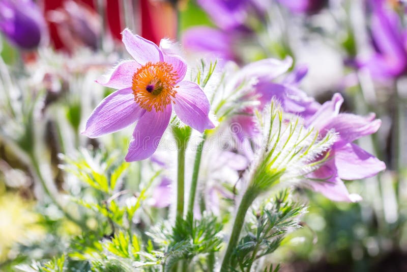 Pasque spring flowers stock image. Image of beauty, growth - 40375747