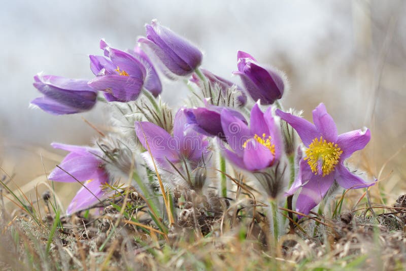 Pasque Wild Flower in Bloom Stock Image - Image of blossom, botany ...