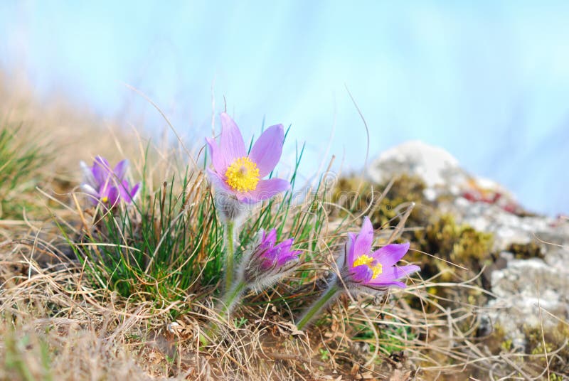 Pasque Wild Flowers Blooming in Spring Stock Image - Image of beauty ...