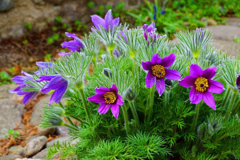 Pasqueflower As Very Nice Spring Flower Stock Image - Image of snowdrop ...
