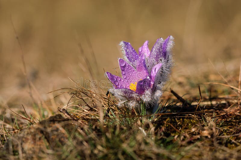Pasqueflower - Early Spring Flower Stock Image - Image of grass, field ...