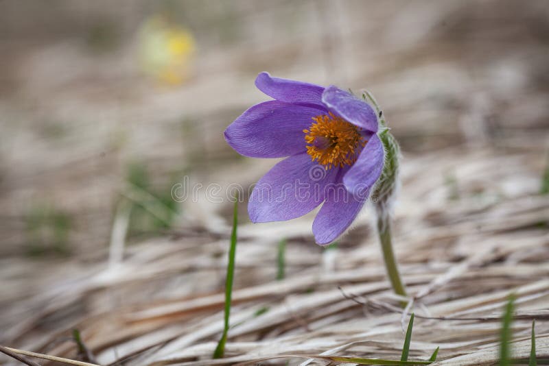 Harbinger of spring. stock photo. Image of nature, spring - 256011796