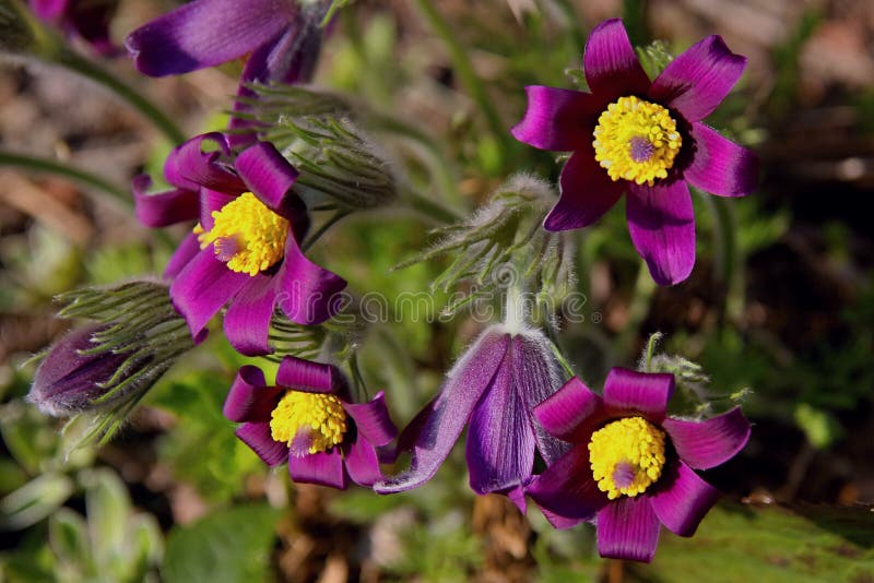 Pasqueflowers stock photo. Image of closeup, park, garden - 23589616