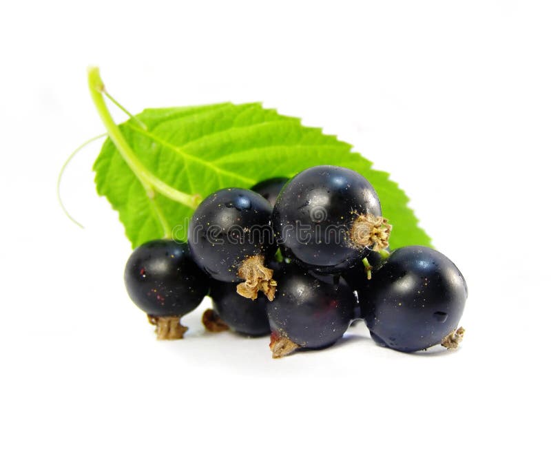 Groselha-negra isolada foto de stock. Imagem de frutas - 2643998