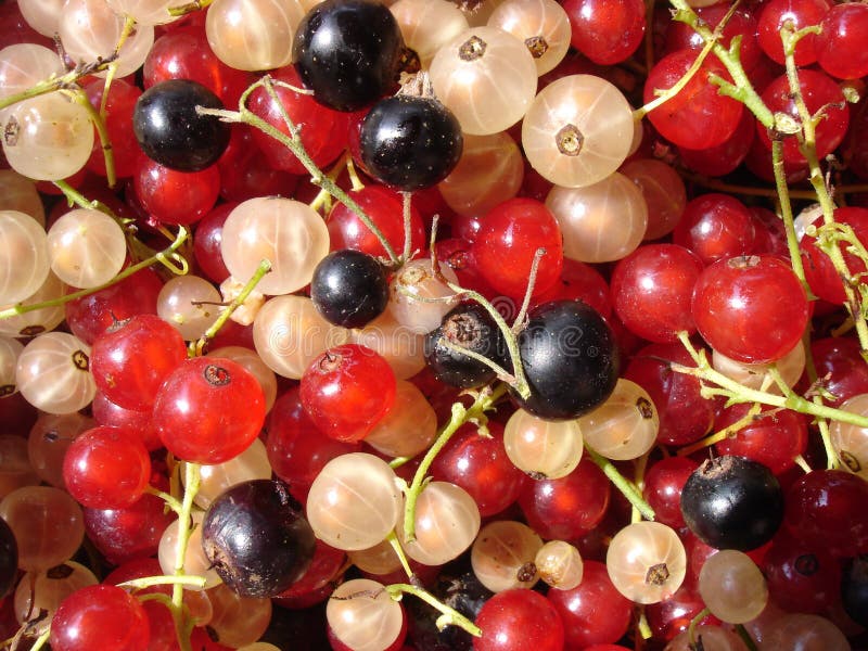 Fruta: Passa De Corinto Vermelha Isolada No Branco Imagem de Stock ...