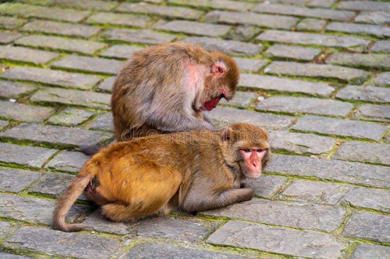 Wild Monkeys in the Grounds of Shri Hanuman Mandir Jakho Stock Photo ...