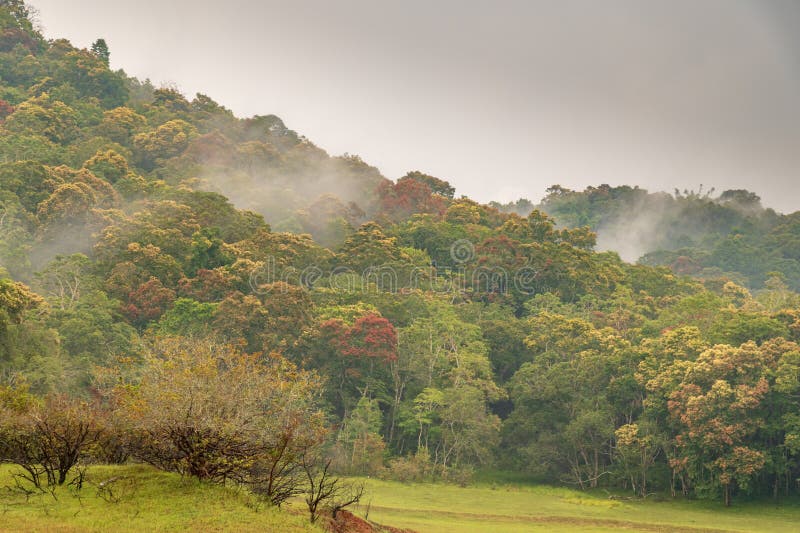 Periyar Tiger Reserve, Thekkady, India Editorial Image - Image of ...