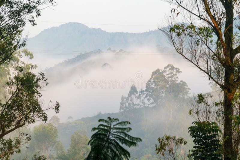 Misty Munnar from the Tea County Hill Resort Stock Image - Image of ...