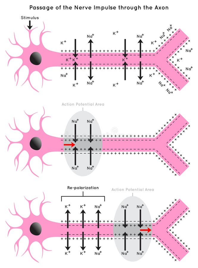 Axon Resting Potential 12.5 The Action Potential – Anatomy