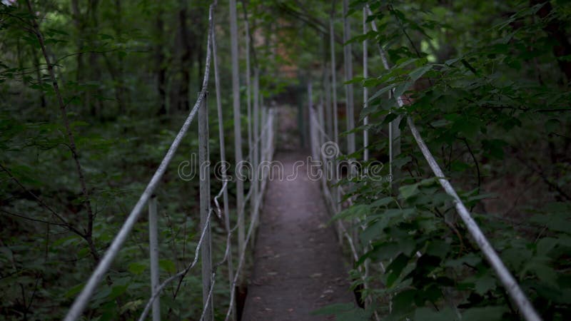 Passage Over the Bridge in the Middle of the Forest. First-person View ...