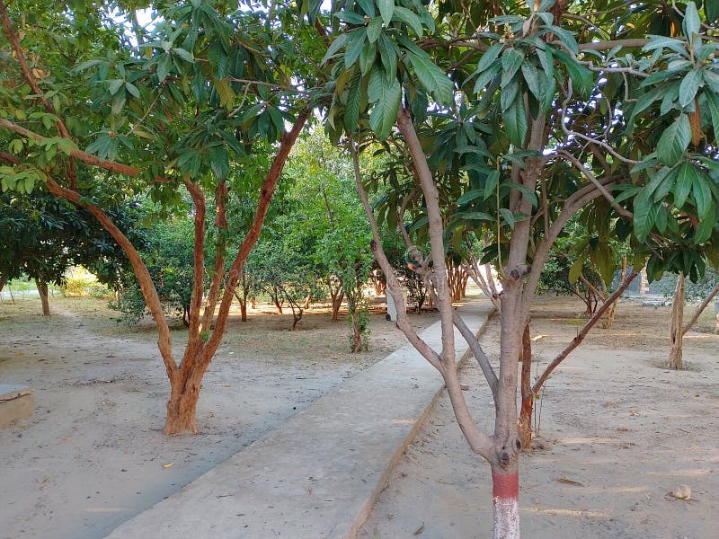 Passage between the Trees. Walking Way between the Tree in the Garden ...