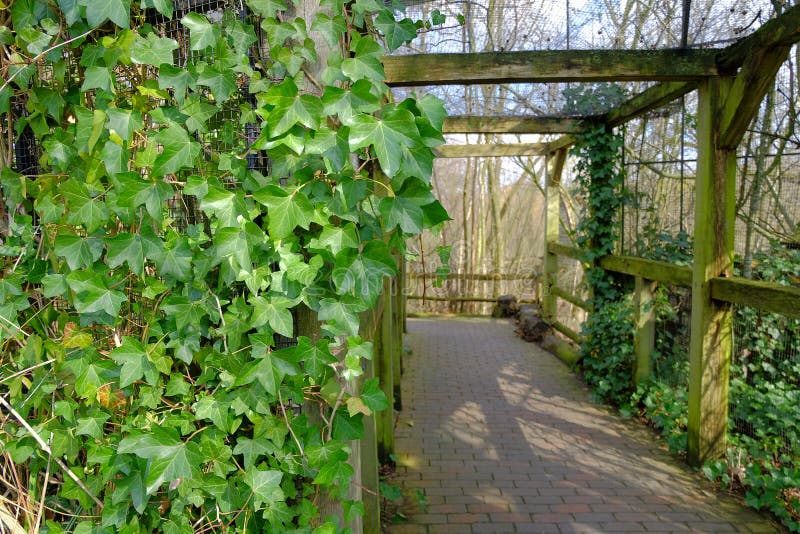 Passageway Decorated with Plants Growing on the Wooden Frames Stock ...