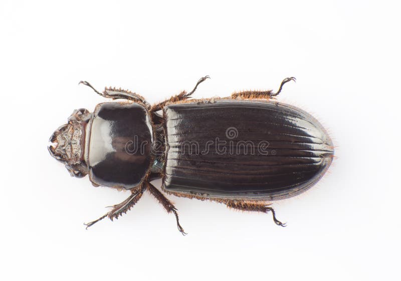 Passalidae Stock Photos - Free & Royalty-Free Stock Photos from Dreamstime