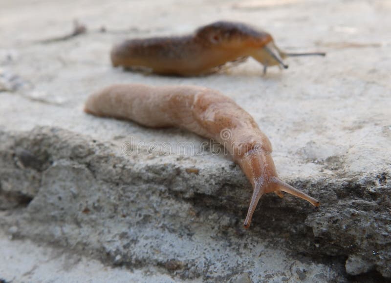 Lesma de mar cor-de-rosa imagem de stock. Imagem de macro - 32617397