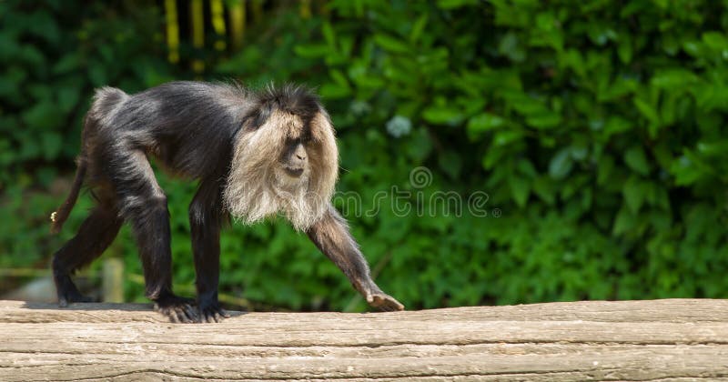 Macaco-leão-dourado, Um Primata Endémico E Ameaçado Da Índia Foto de ...