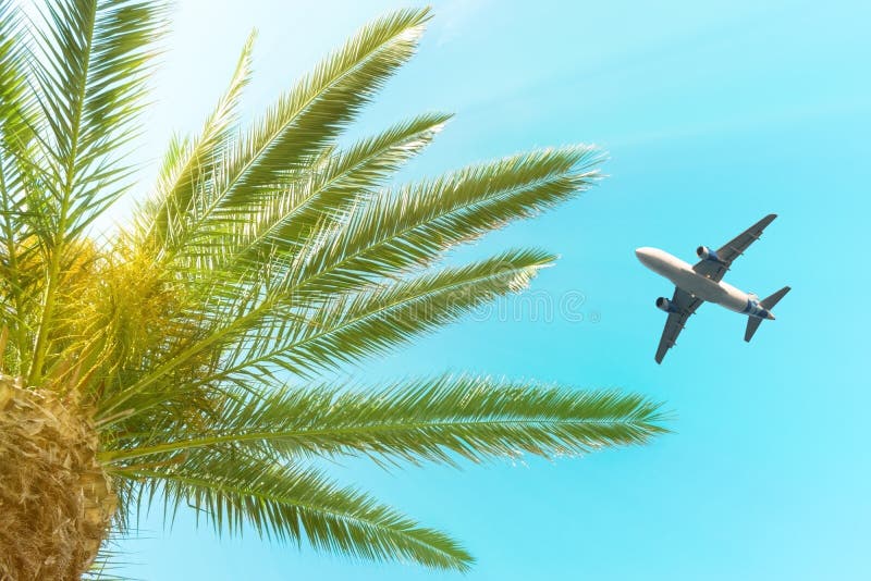 Passenger Airplane Flying Above the Palm Tree Against the Blue Sky ...