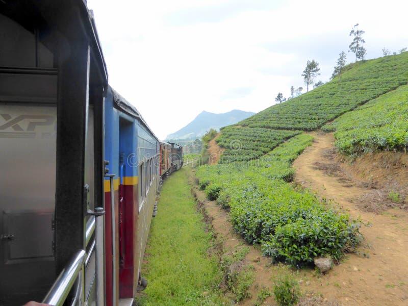 Passenger Train Passing Tea Plantation Stock Image - Image of carriages ...