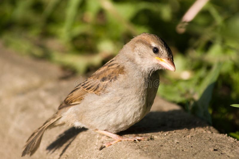 Passer domesticus stock photo. Image of passer, aves - 10430830
