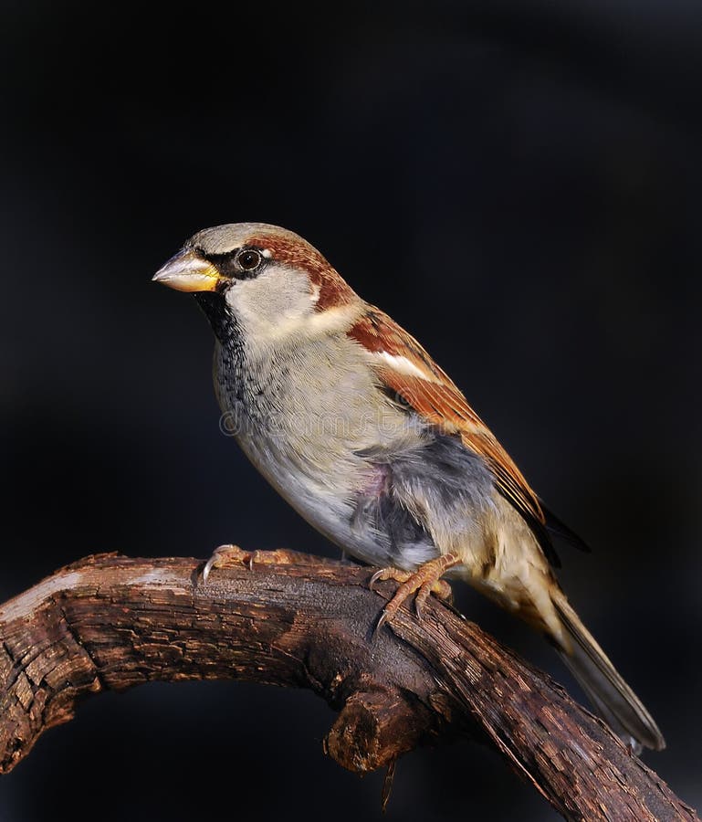 Passer Domesticus. stock image. Image of avian, beauty - 22253359