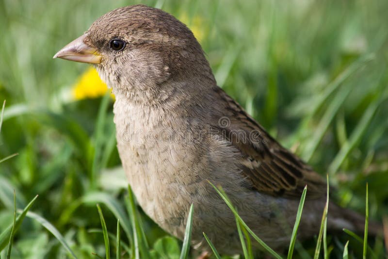 Passer Domesticus, House Sparrow Stock Image - Image of animal, themes ...